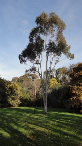 Corymbia citriodora online | lemon scented gum | tree | plant