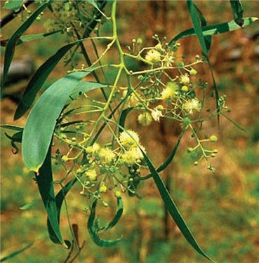Acacia implexa buy online | hickory wattle | Tubestock
