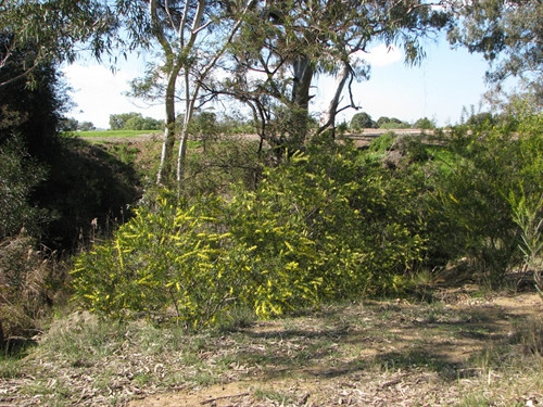 Acacia verniciflua buy online | varnish wattle | Tubestock $1.50