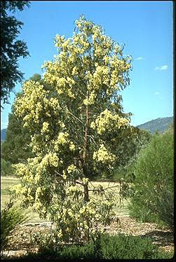 Acacia implexa buy online | hickory wattle | Tubestock