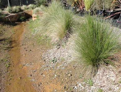 Buy Poa labillardierei online | tussock grass | seedling