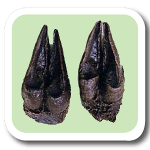 Pronghorned Antelope Track Replica