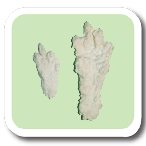 Snowshoe Hare Track Replica