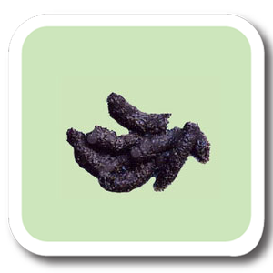 Grouse Scat Replica