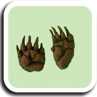 Australian Wombat Track Replica