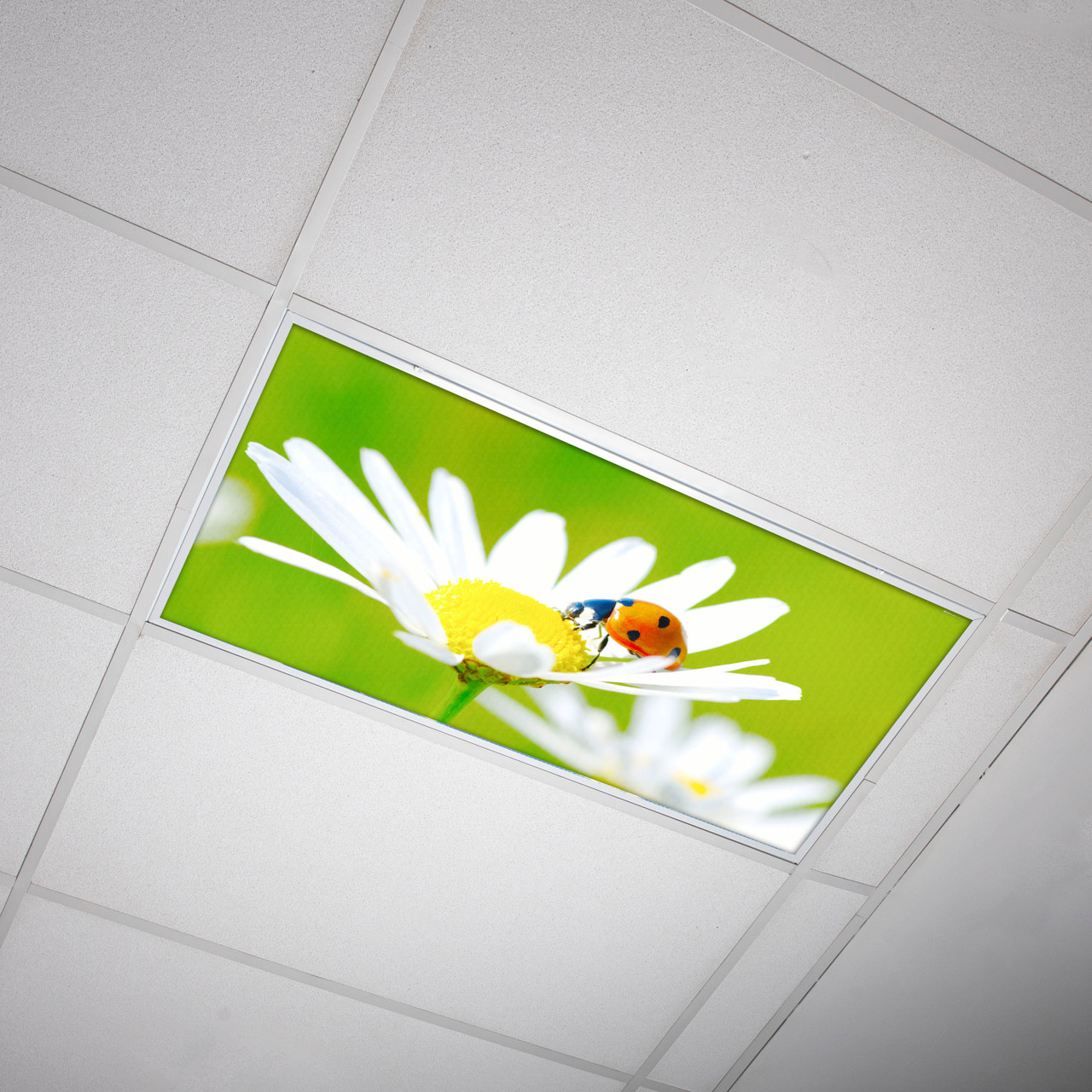 Ladybug Light Cover Designs and Decorative Filters