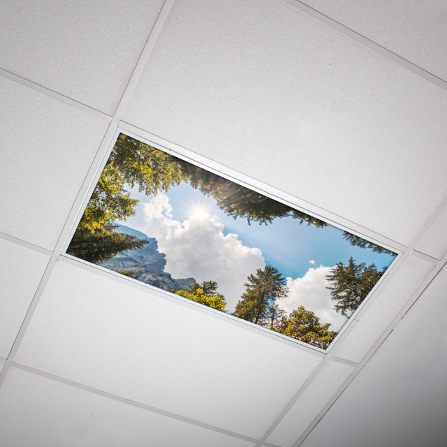 Tree Fluorescent Light Covers Classroom