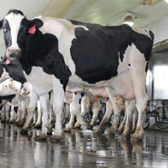 Ozone Use in CIP Systems - Ozone Solutions