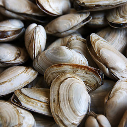 Seawater Ozonation and Shellfish Depuration - Ozone Solutions