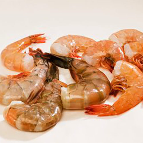 Seawater Ozonation and Shellfish Depuration - Ozone Solutions