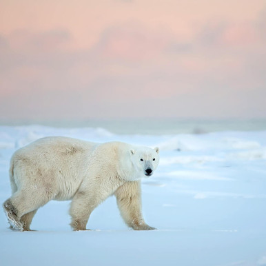 The Top 5 Bear-Viewing Trips Around the World
