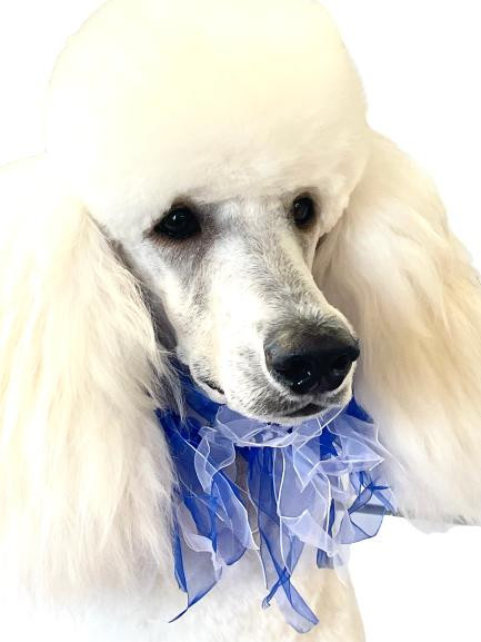 Fluffy Collars (12 Pack) - Lynn Professional