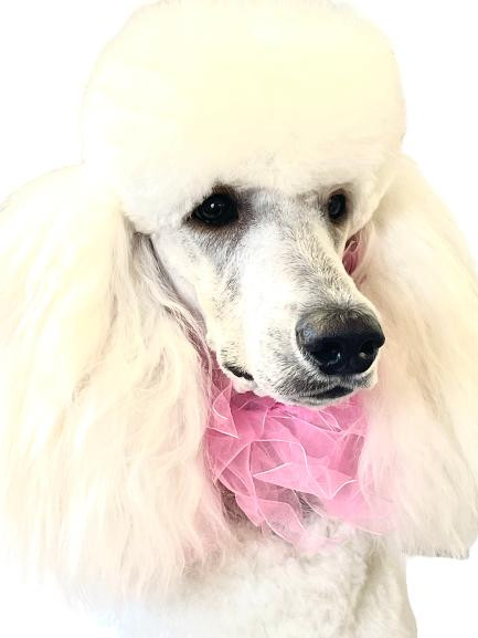 Fluffy Collars (12 Pack) - Lynn Professional