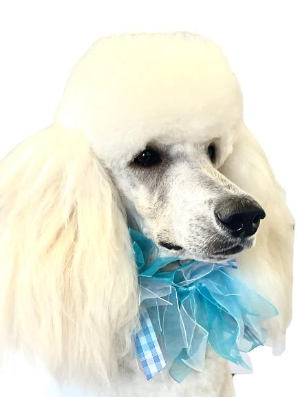 Fluffy Collars (12 Pack) - Lynn Professional