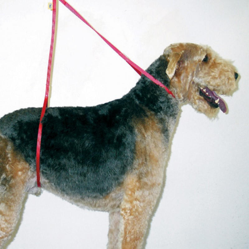 Canis Full Body Restraints - Lynn Professional