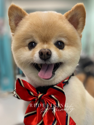 Shop All - Grooming Accessories - Page 1 - Lynn Professional