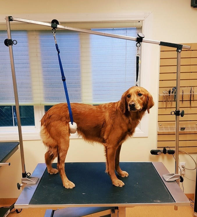 Heavy Duty Overhead Restraint System - Lynn Professional