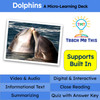 Dolphins Informational Text Reading Passage and Activities