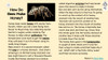 Bees Informational Text Reading Passage and Activities