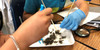 Owl Pellet Lab - Amped Up Learning