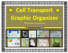 Cellular Transport Graphic Organizer - Amped Up Learning