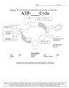ATP-ADP Cycle Worksheet (Cellular Energy) - Amped Up Learning