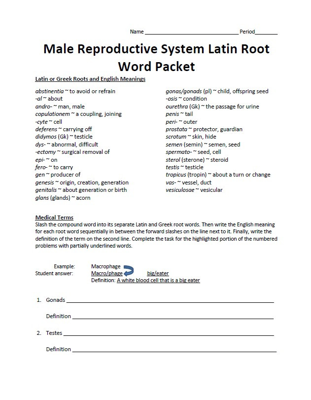 Male Reproductive System Latin Root Word Packet