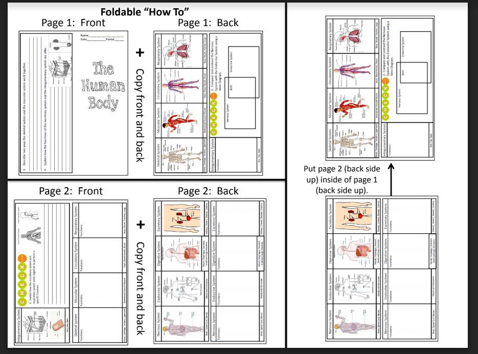 Human Body Systems STEM Project