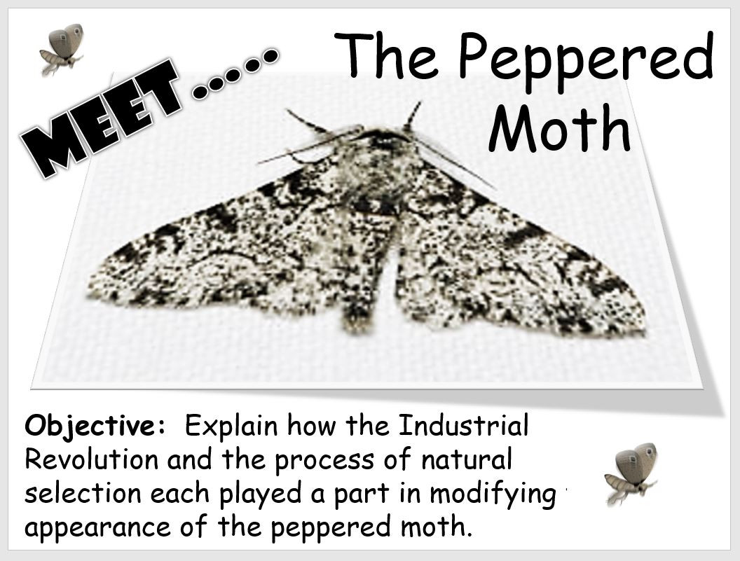 The Peppered Moth - Natural Selection - Amped Up Learning