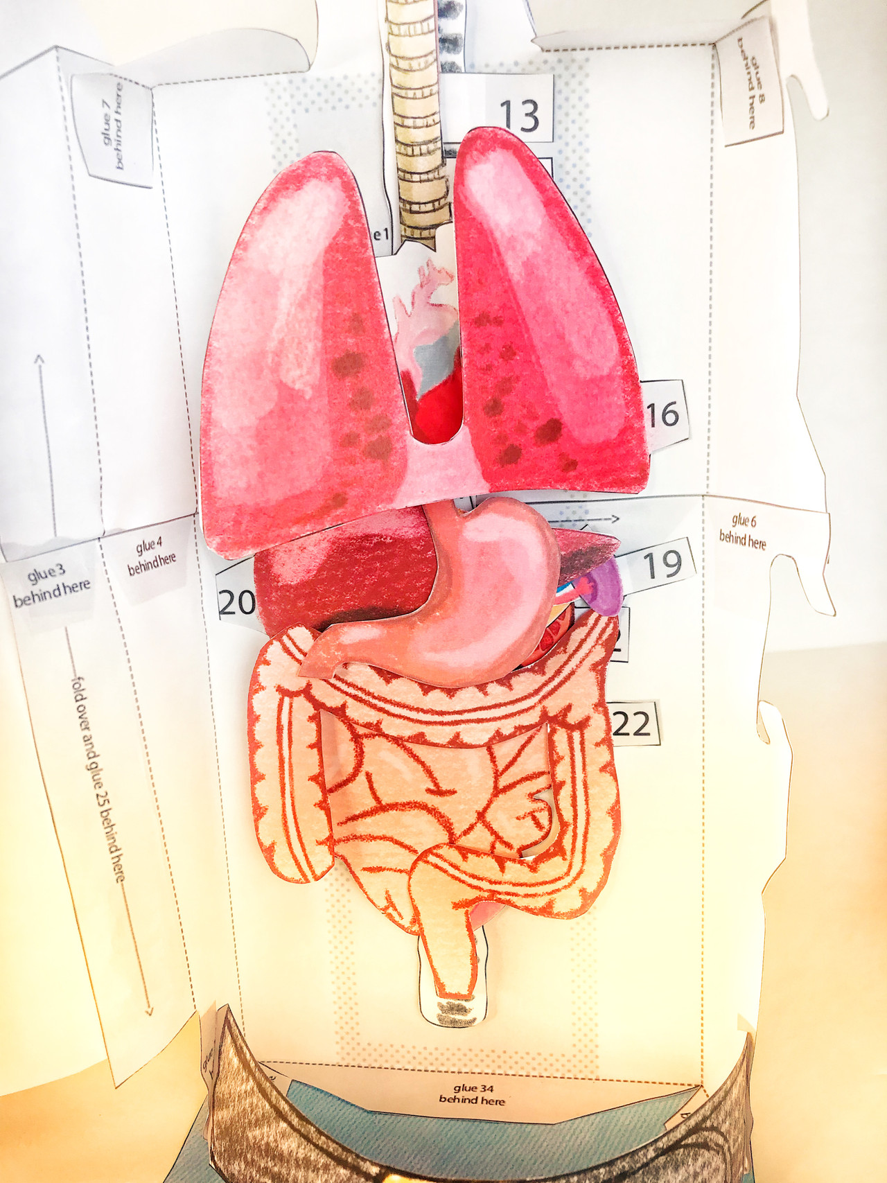 GIANT Human Body Systems STEM Project