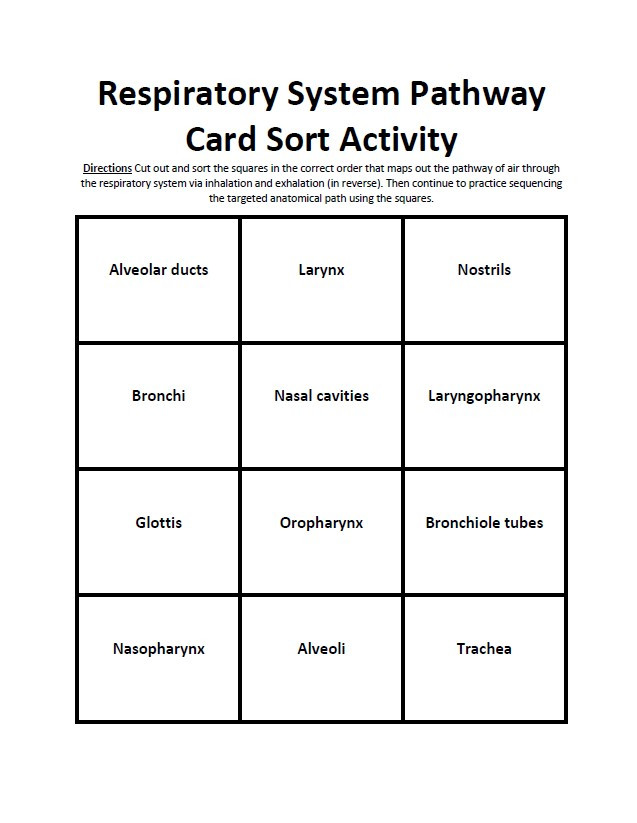 Respiratory System Pathway Card Sort Activity