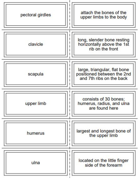 Appendicular Skeleton Flash Cards - Amped Up Learning