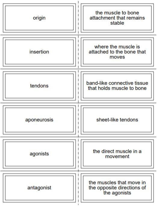 Muscles of the Body Vocabulary Flash Cards for Anatomy - Amped Up Learning