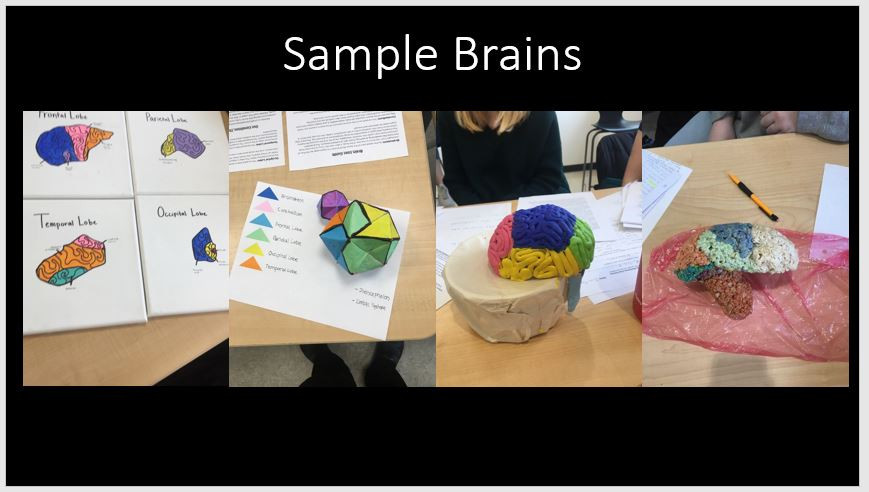 Build a Brain Workshop: A Hands-On Neuroanatomy Project - Amped Up Learning