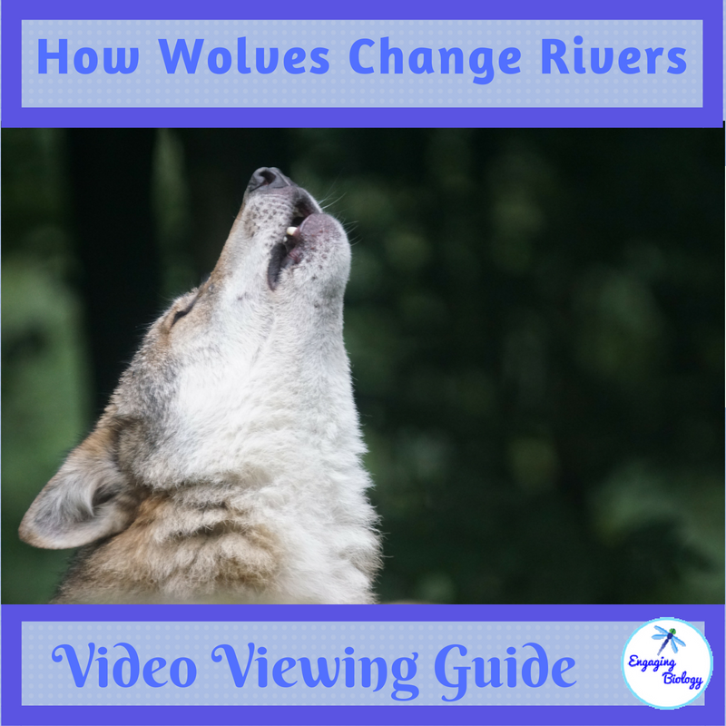 How Wolves Change Rivers - Amped Up Learning