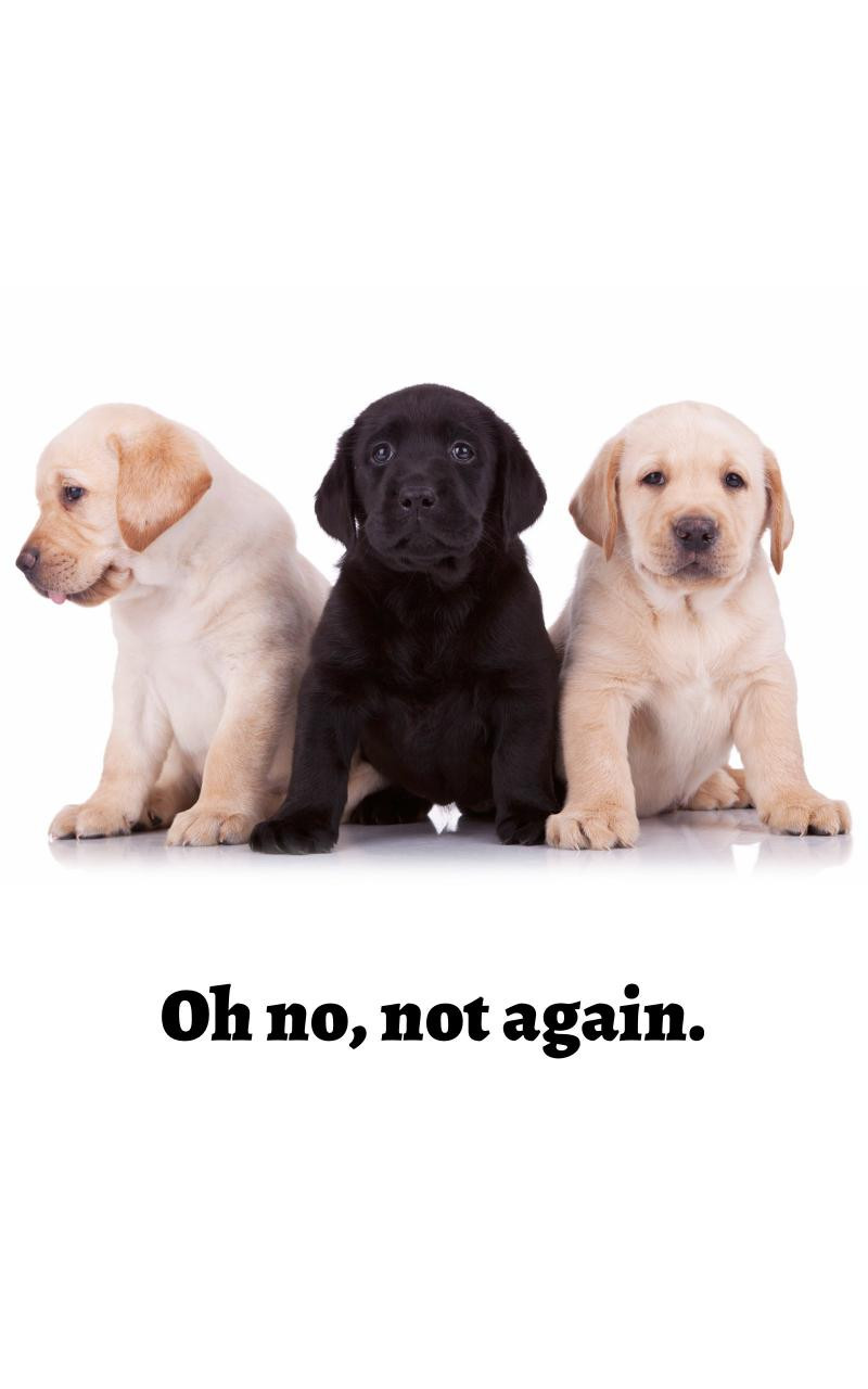 Adorable Dogs: Pugs - Amped Up Learning