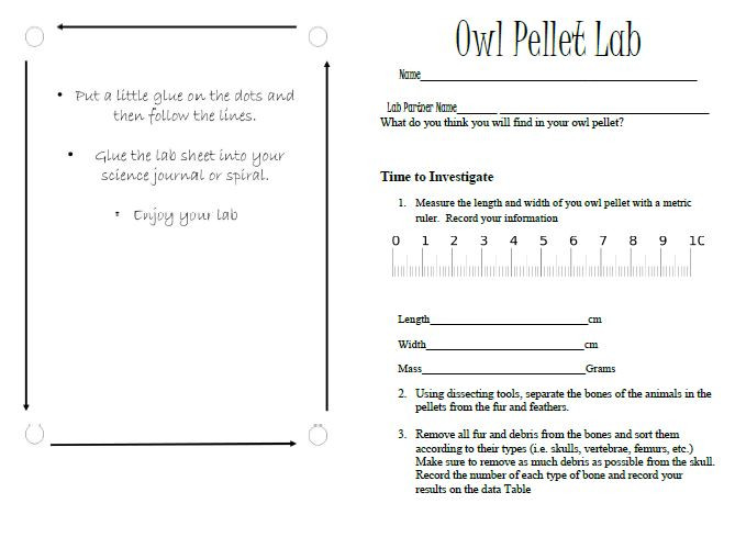 Owl Pellet Lab - Amped Up Learning