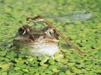 Greed! (AP Biology Review Game #5) Homeostasis in Animals, Body Systems ...