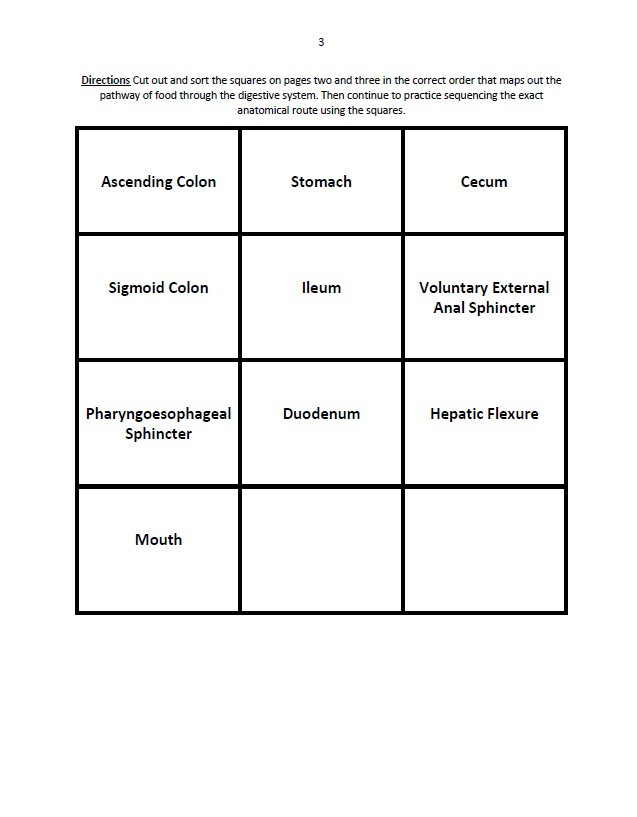 Digestive System Pathway Card Sort Activity - Amped Up Learning