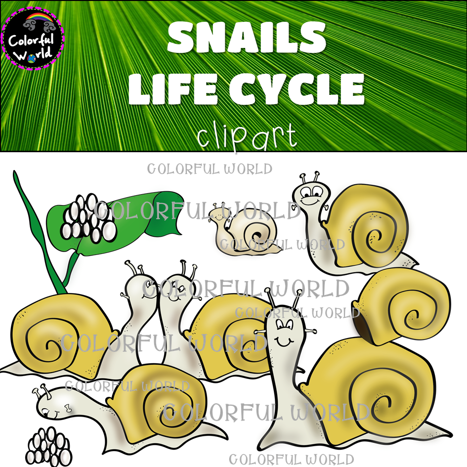 Snail life cycle - Amped Up Learning