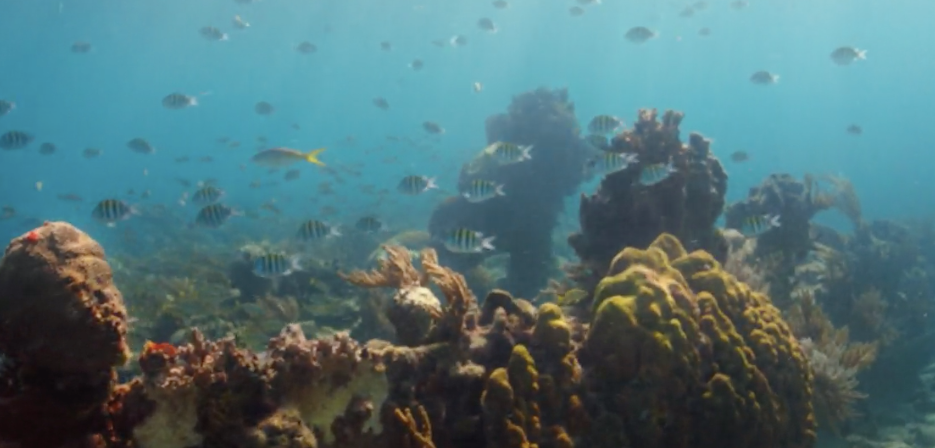 Google Drive Version- Dry Tortugas National Park Virtual Field Trip