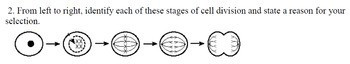 Mitosis/Asexual Reproduction Learning Activities (Distance Learning)