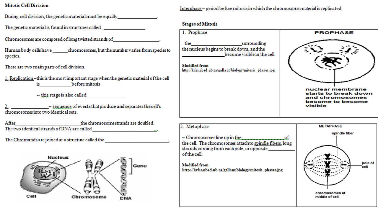Mitosis Asexual Reproduction Learning Activities Distance Learning