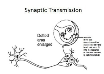 Nervous and Endocrine Systems Learning Activities (Distance Learning)