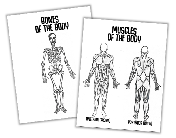 VIRTUAL P.E.- Editable with Video Instructions! Bone/Muscle of the Week ...