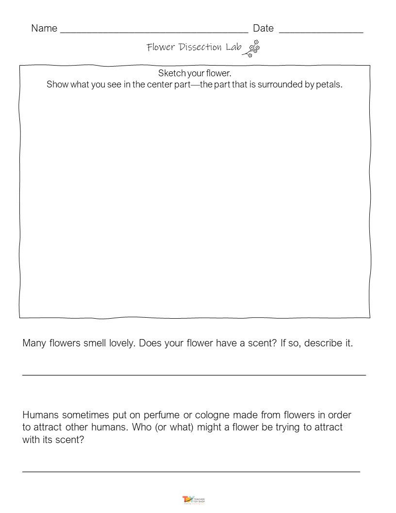 Parts of a Flower Dissection Science Lab
