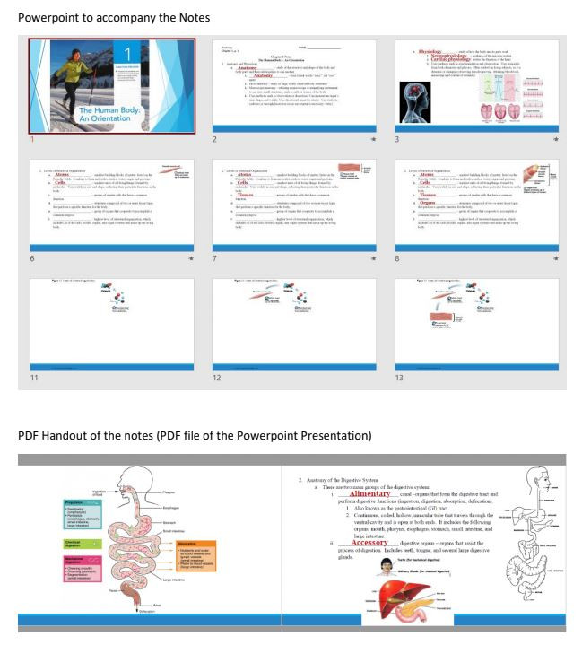 Respiratory System (Anatomy Ch 13 - Bundled Lesson) - Amped Up Learning