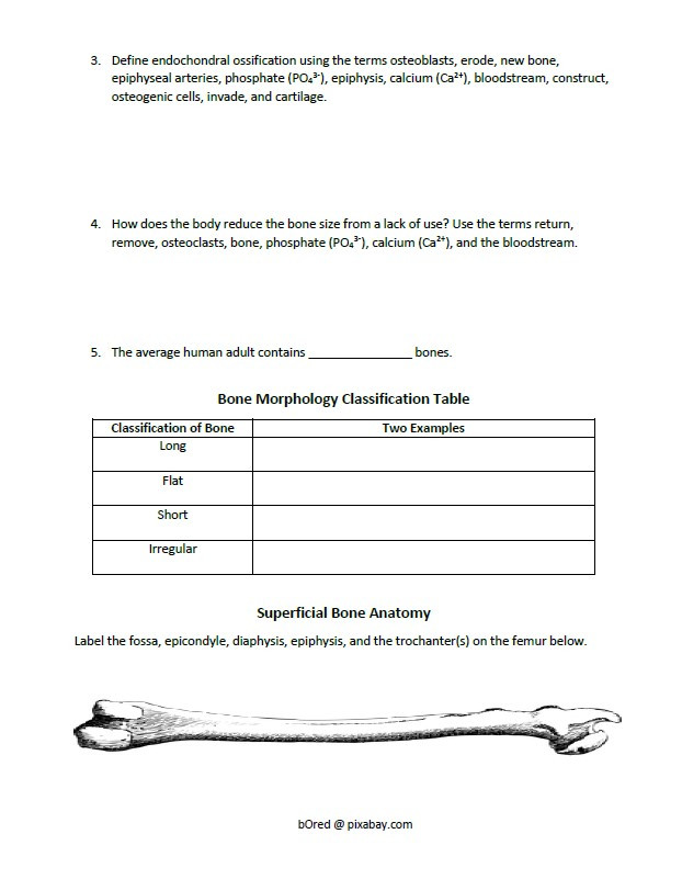 Skeletal System Study Guide