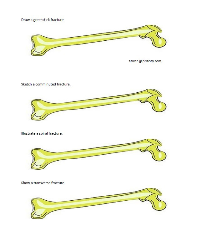 Skeletal System Study Guide