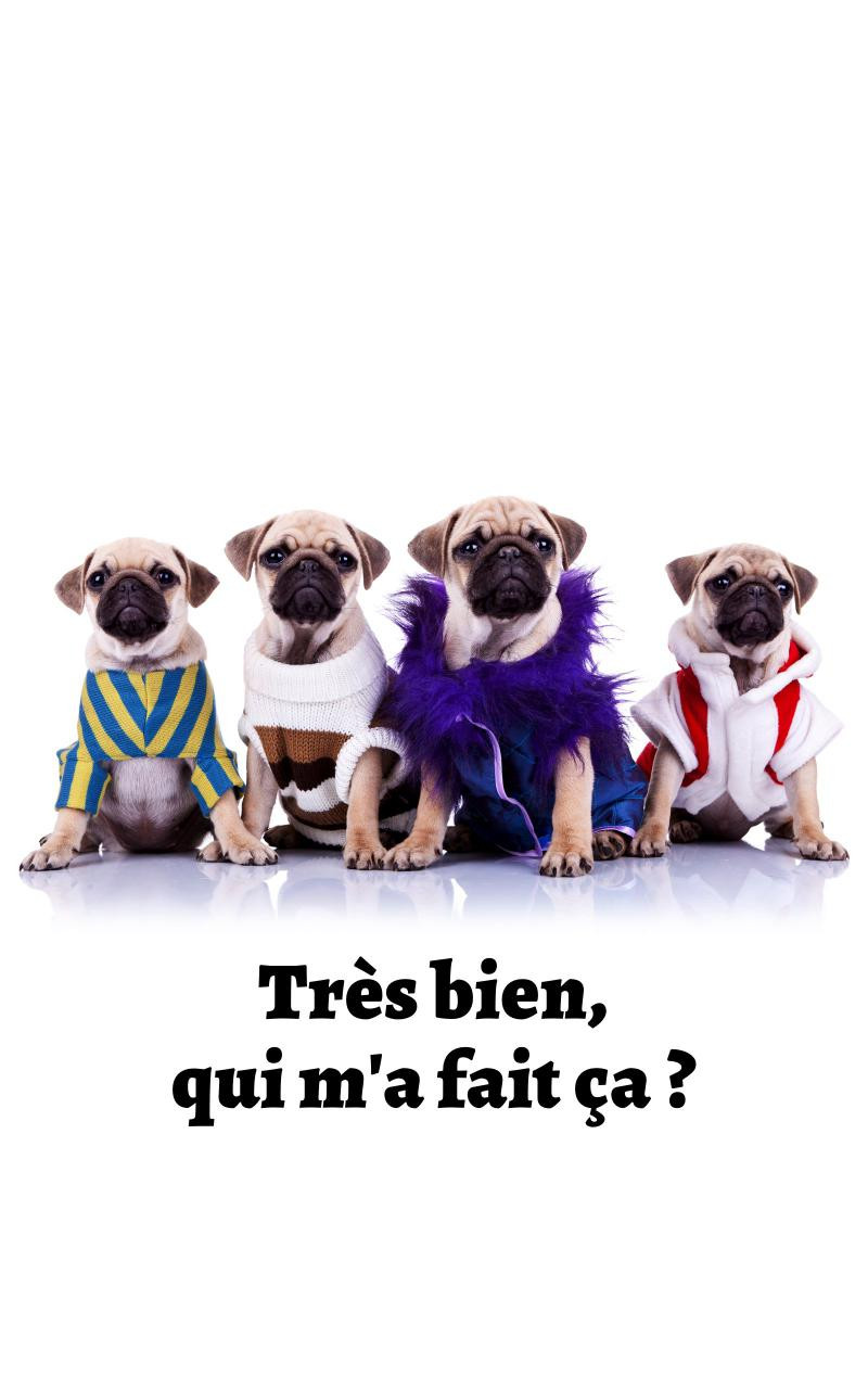Adorables Chiens : Les Carlins (French Edition)